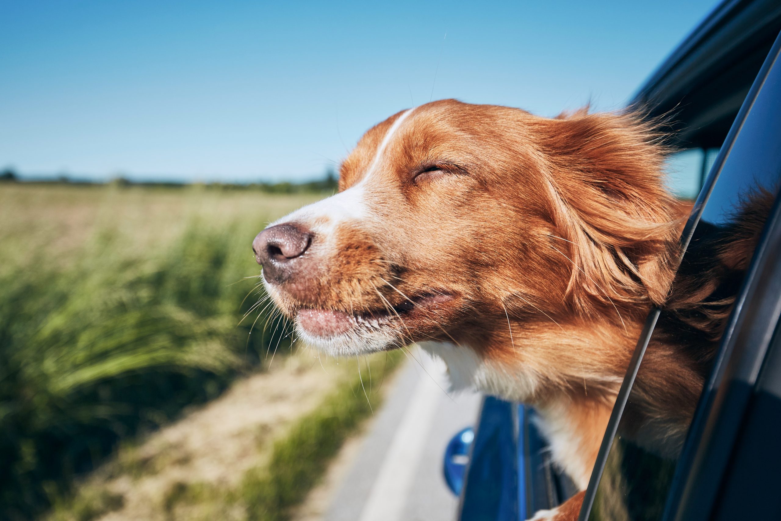 The Best Electric Vehicles for Dogs in 2025